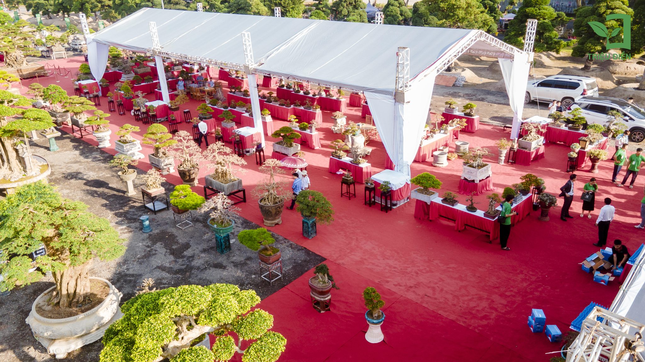 Bàn về tên gọi: "Cây thế, Dáng cây" - Triệu Điền Group - Thiết Kế & Thi ...