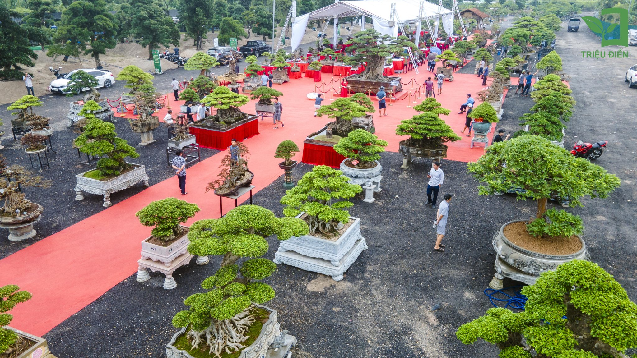 Bàn về tên gọi: "Cây thế, Dáng cây" - Triệu Điền Group - Thiết Kế & Thi ...